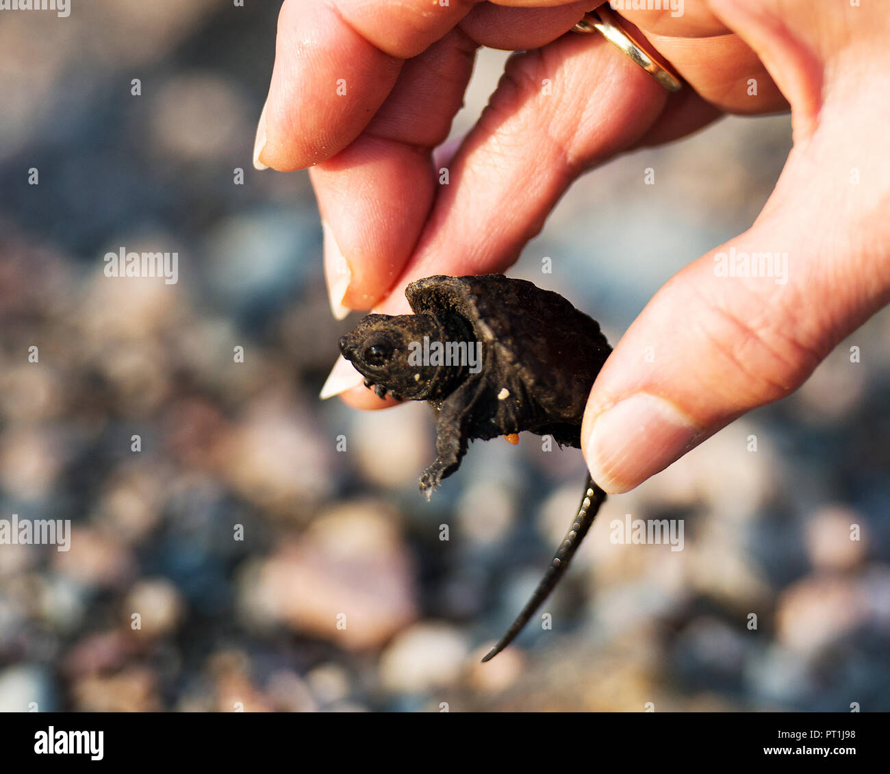Baby snapping turtle hi-res stock photography and images - Alamy
