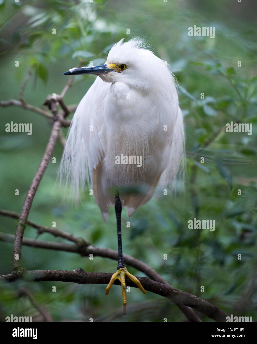 Tree stump clip art hi-res stock photography and images - Alamy