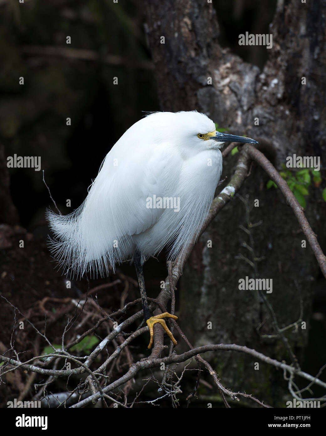 Tree stump clip art hi-res stock photography and images - Alamy