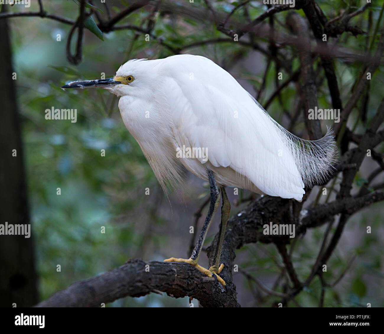Tree stump clip art hi-res stock photography and images - Alamy