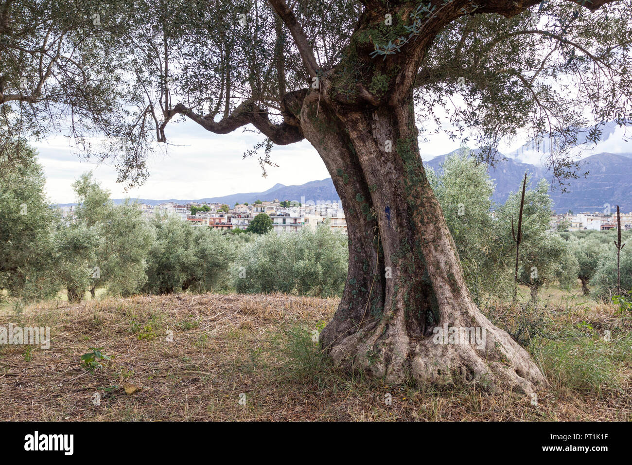 Greece, Peloponnese, Laconia, Sparta, olive tree, city in the ...