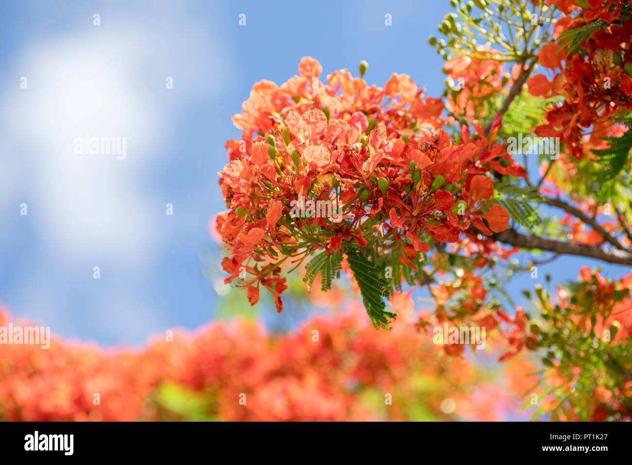 Mauritius, flame tree, Delonix regia Stock Photo - Alamy