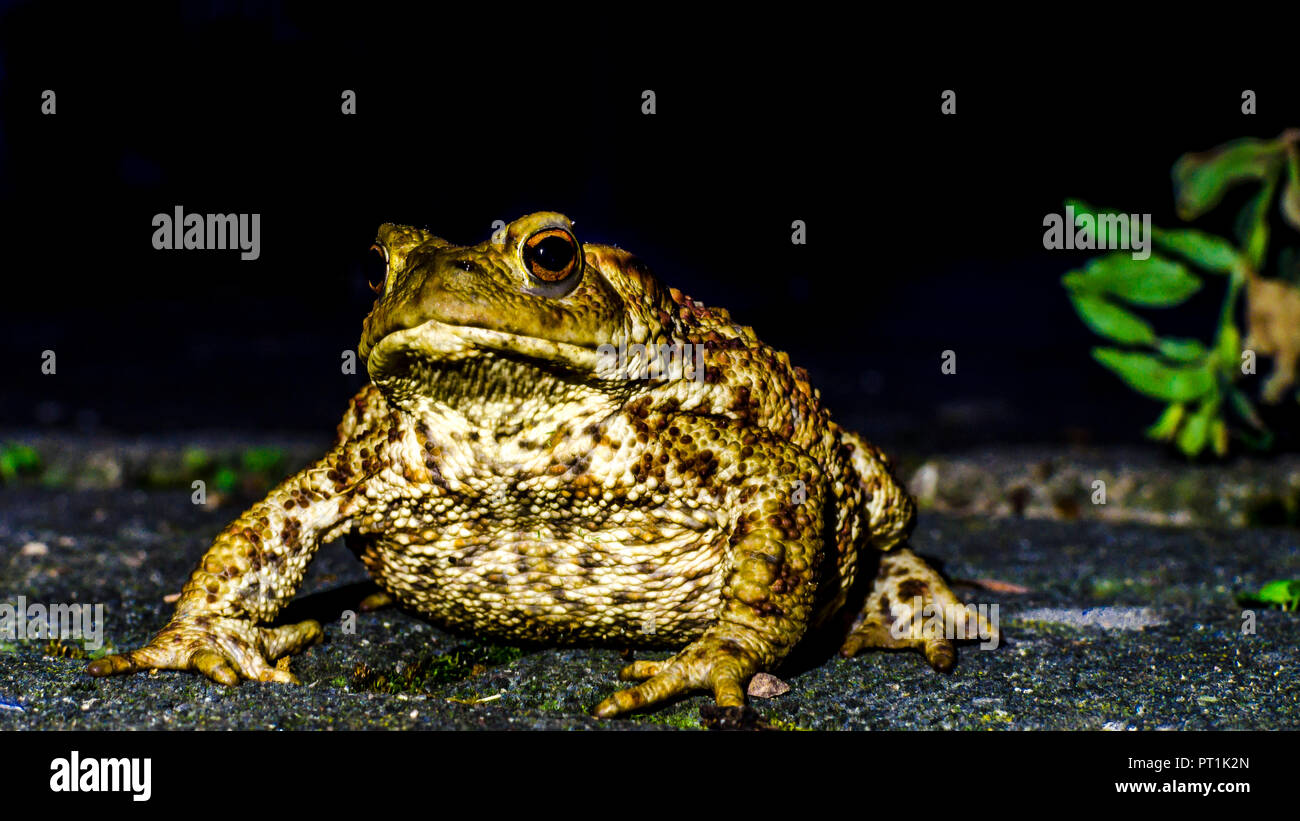 Portrait of European toad Stock Photo - Alamy