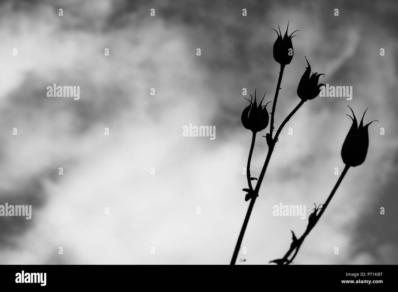 Seed pods on top of long stems in a garden Stock Photo - Alamy