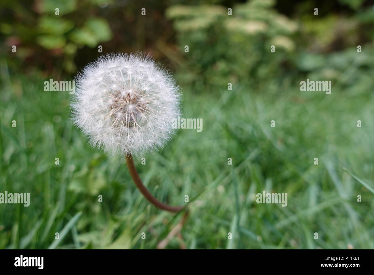 Puff ball seeds hi-res stock photography and images - Alamy