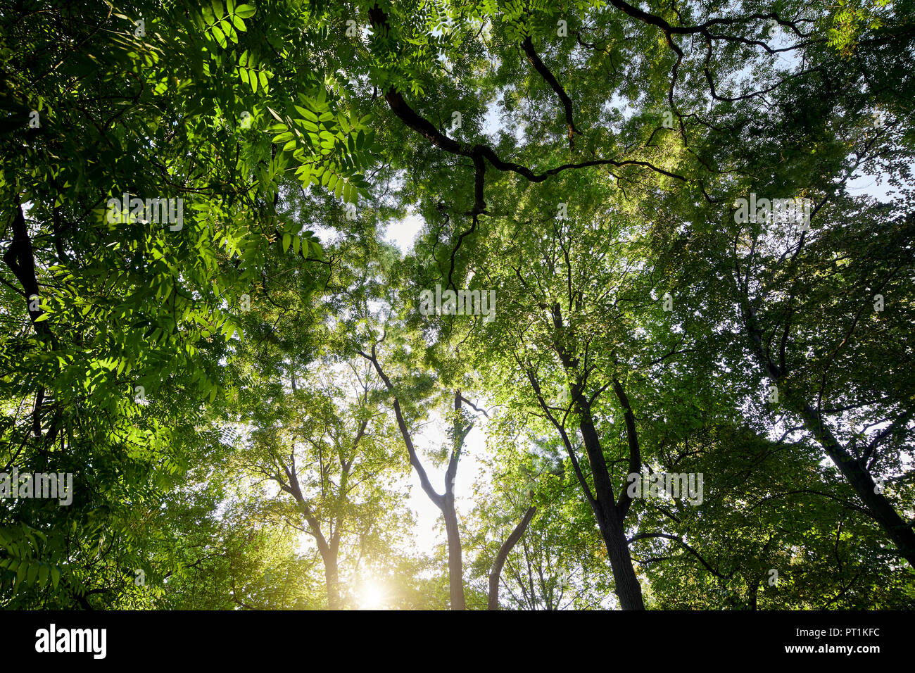 Trees at backlight seen from below Stock Photo - Alamy