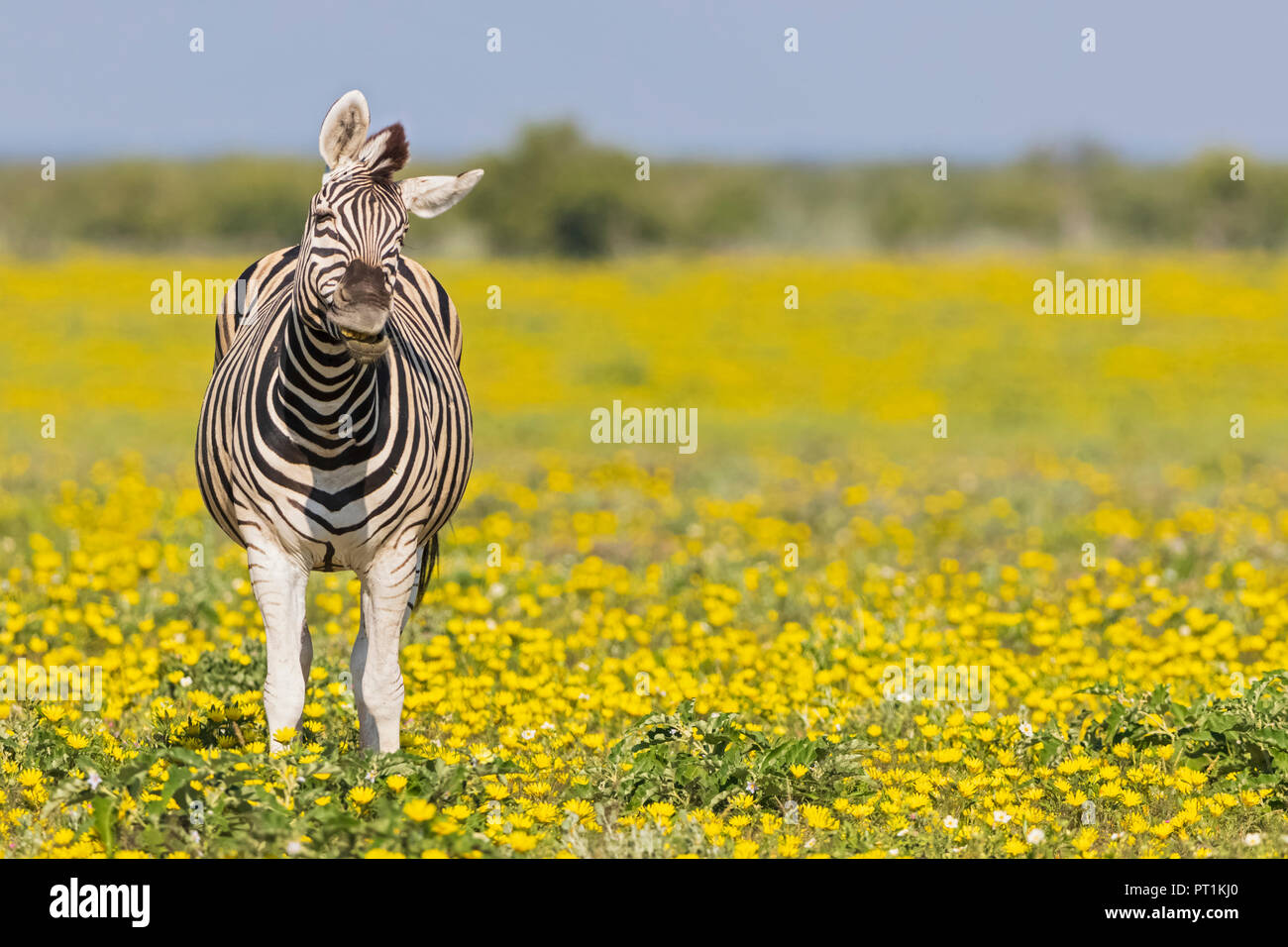 Namibia national flower hi-res stock photography and images - Alamy