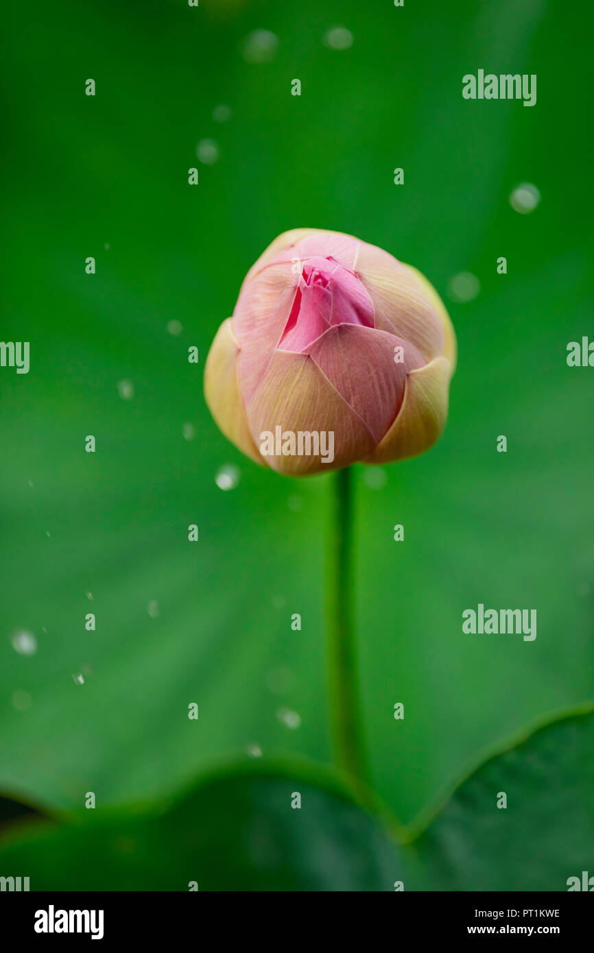 Amazonas Giant Water Lily High Resolution Stock Photography and Images ...