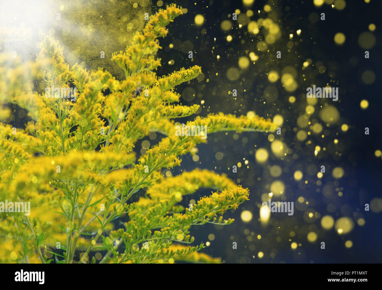 Goldenrod with pollen in front of bokeh Stock Photo - Alamy