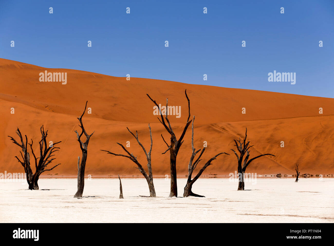Dead acacia tree sossusvlei in hi-res stock photography and images - Alamy
