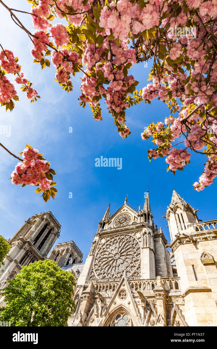 Notre dame cathedral paris flowers hi-res stock photography and images ...