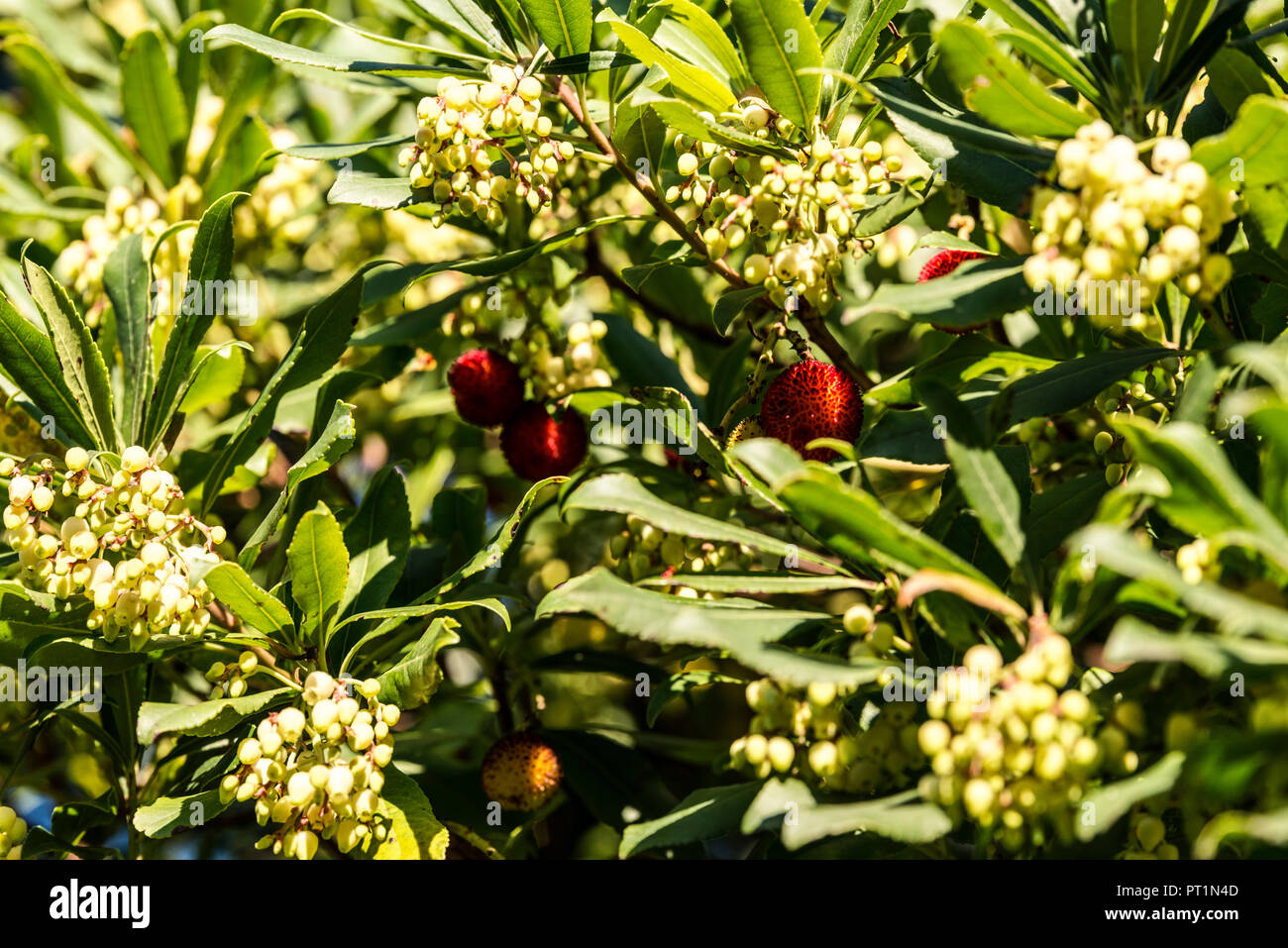 Strawberry tree fruit hi-res stock photography and images - Alamy