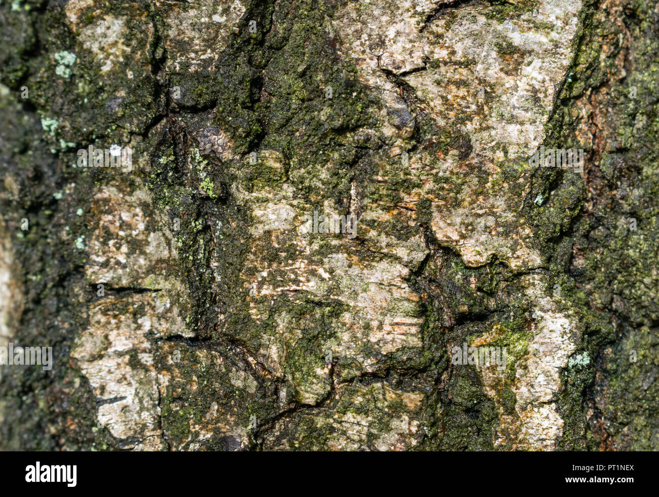 Forests,parks and texture concept-close-up of bark on a tree in a damp ...