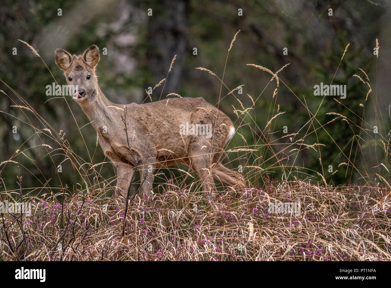 Tyrol dolomites animal hi-res stock photography and images - Alamy