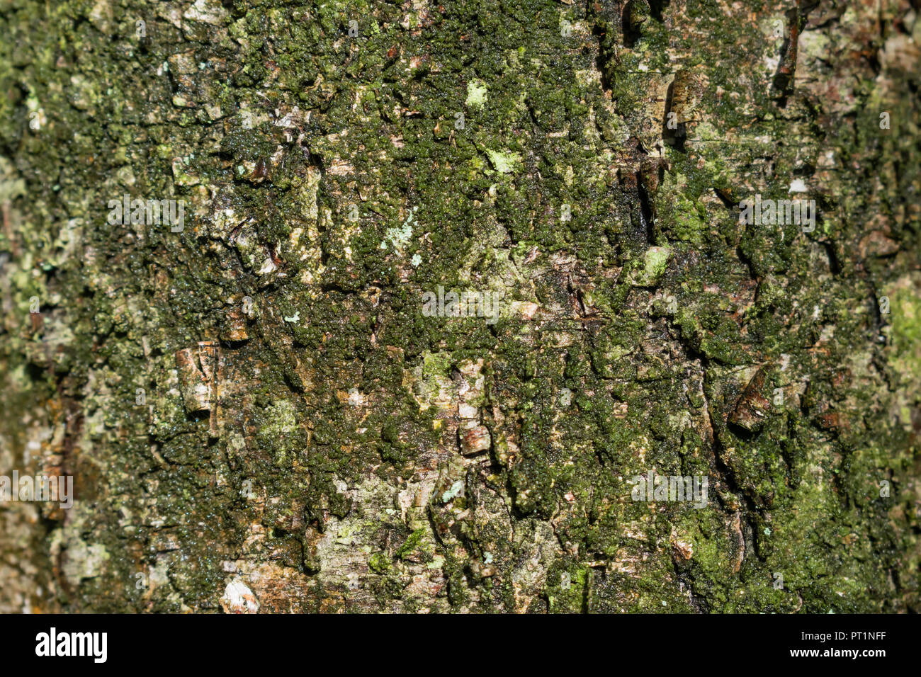 Forests,parks and texture concept-close-up of bark on a tree in a damp ...