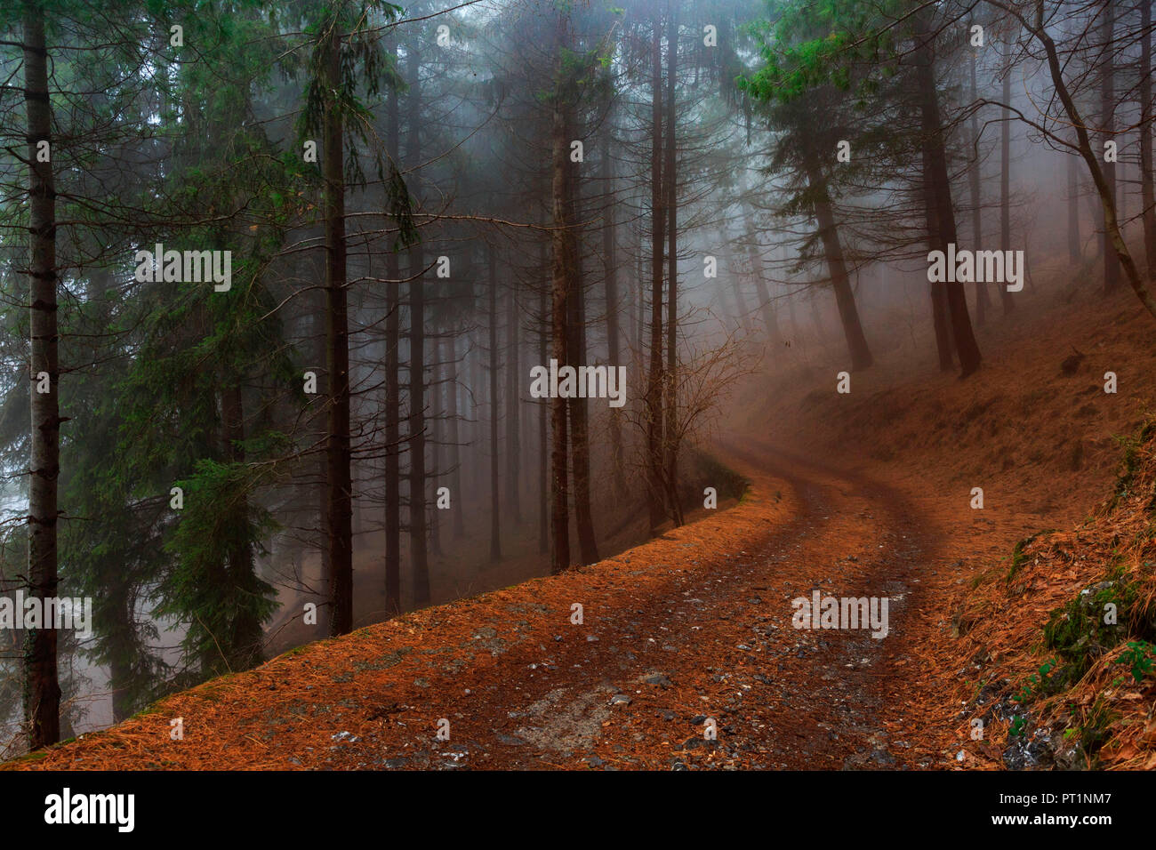 Road in the woods near terz'alpe in val ravella, gajum, canzo ...