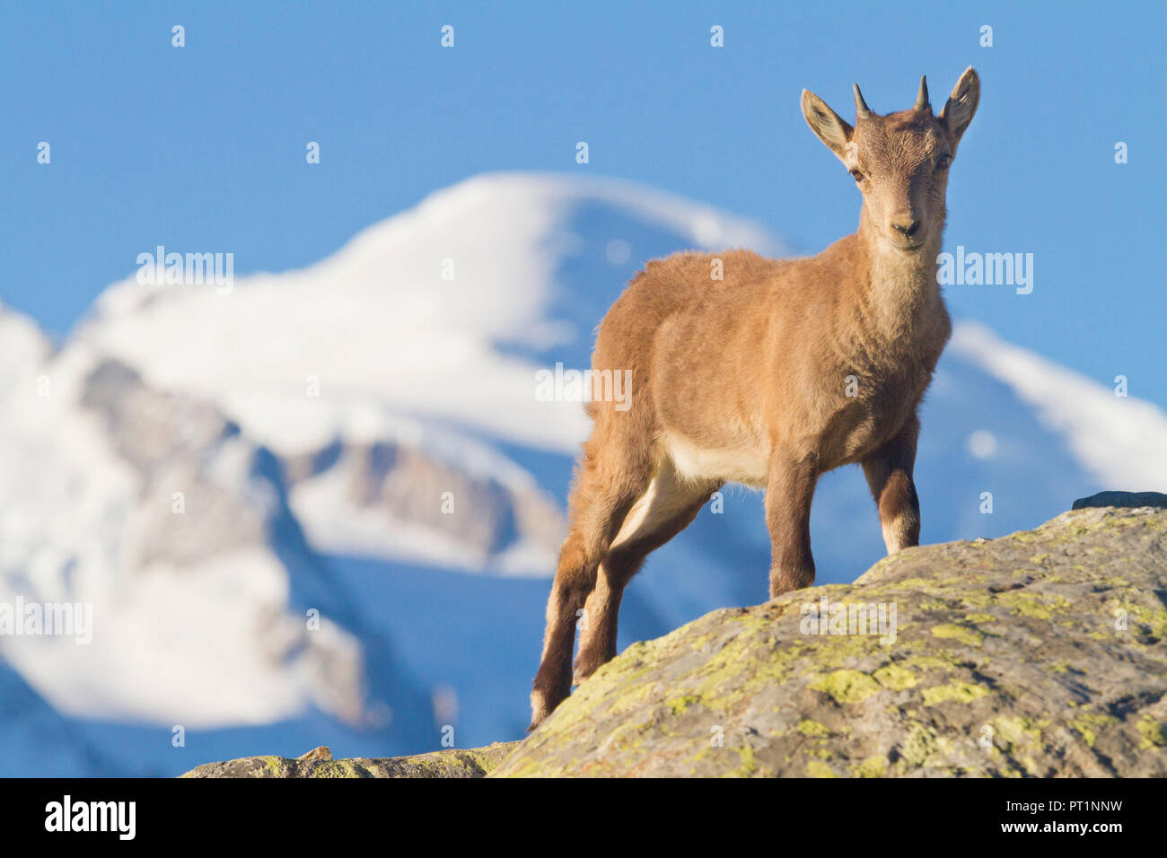 Alpine ibex in the mount blanc grouppe france hi-res stock photography ...