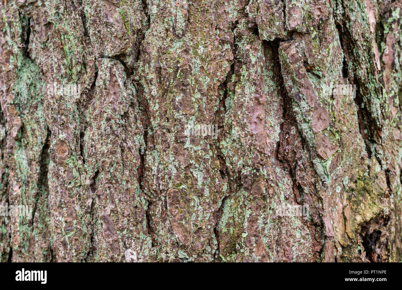 Forests,parks and texture concept-close-up of bark on a tree in a damp ...