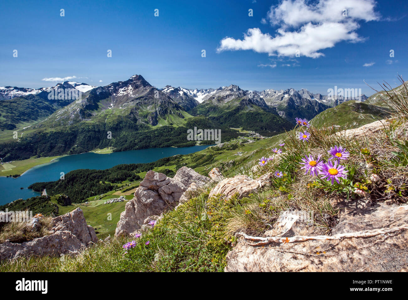 Alpine aster blooming by the lake sils in engadine hi-res stock ...