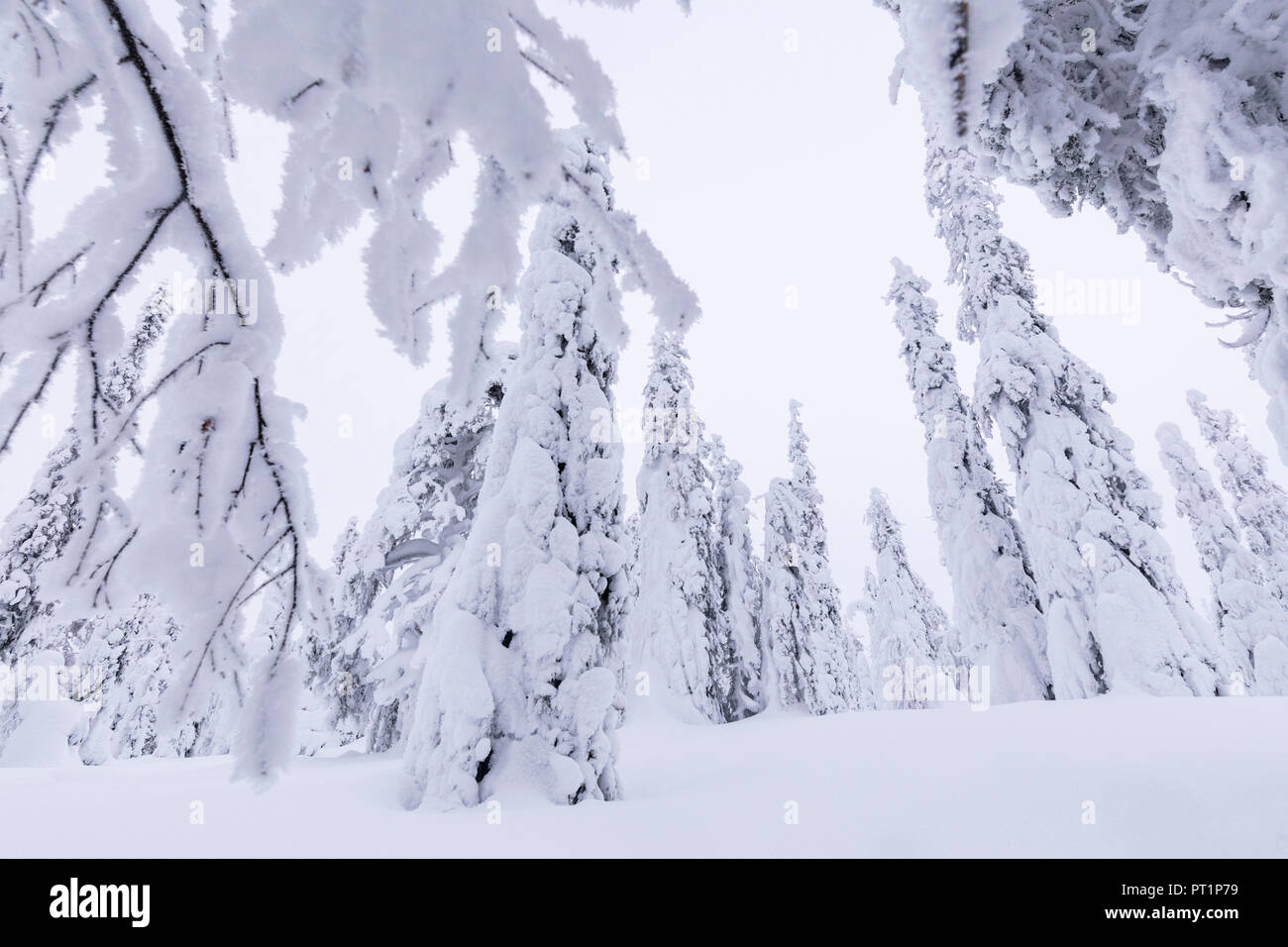 Frozen trees, Levi, Kittila, Lapland, Finland Stock Photo - Alamy