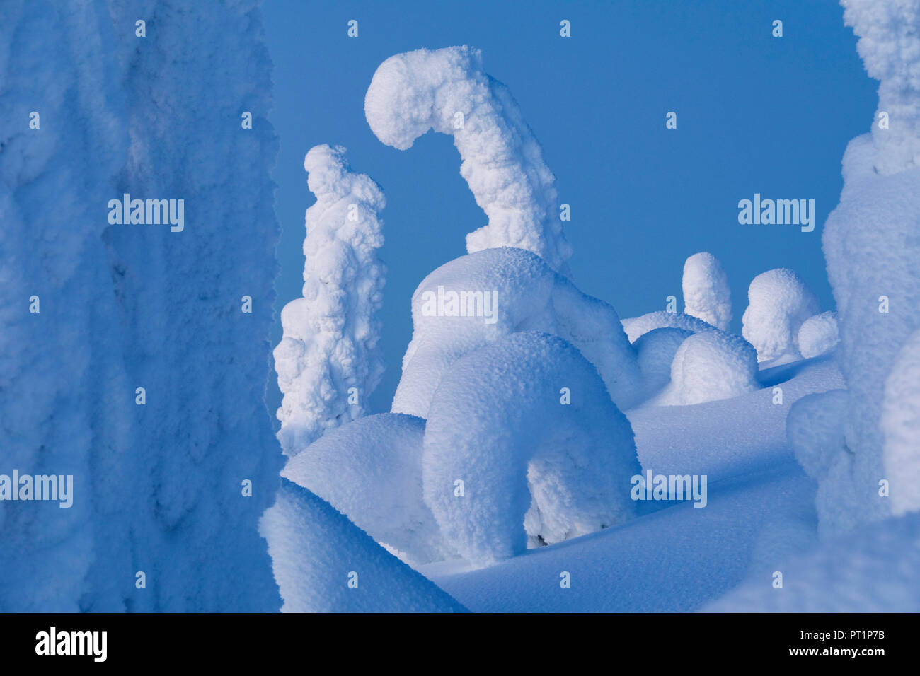 Frozen trees, Riisitunturi National Park, Posio, Lapland, Finland Stock ...