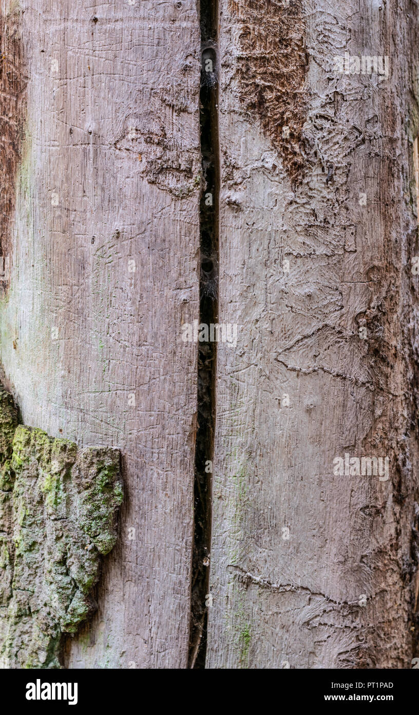 Forests,parks and texture concept-old tree without bark, destroyed by ...