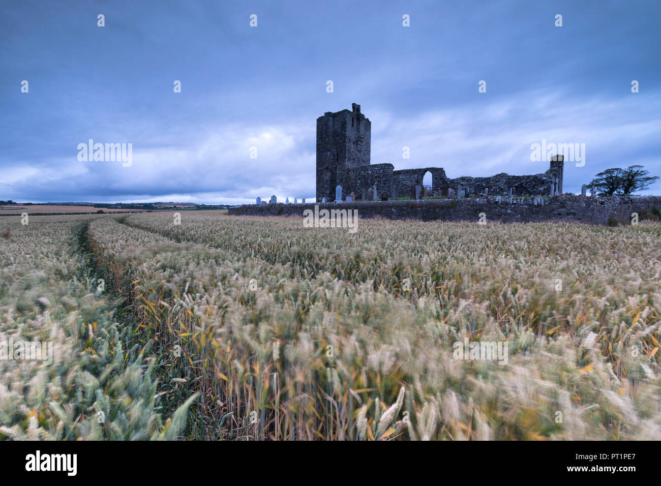 Fields of wheat ears around baldongan castle and church hi-res stock ...