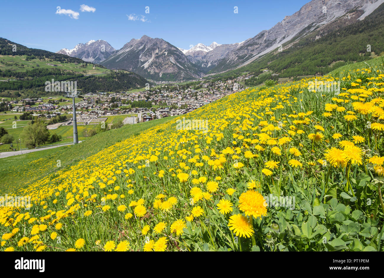 The colors of spring flowering with the village of Bormio in the ...