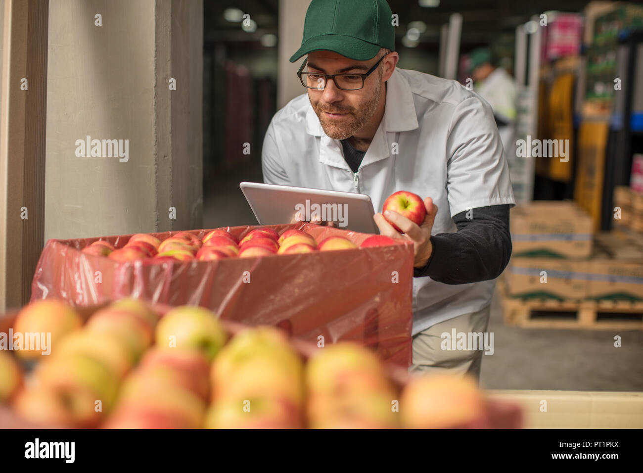 Worker checking apple stock using tablet Stock Photo - Alamy
