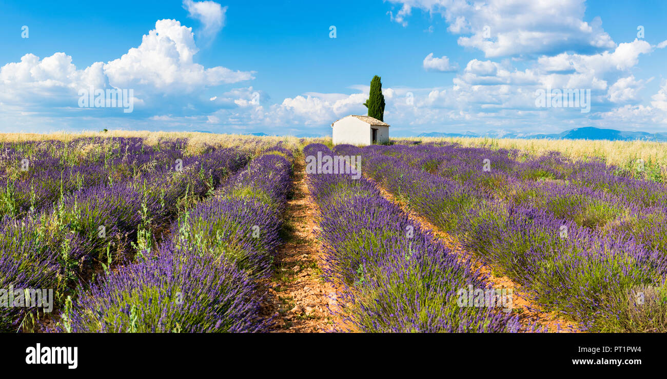 Valensole provence france hi-res stock photography and images - Alamy