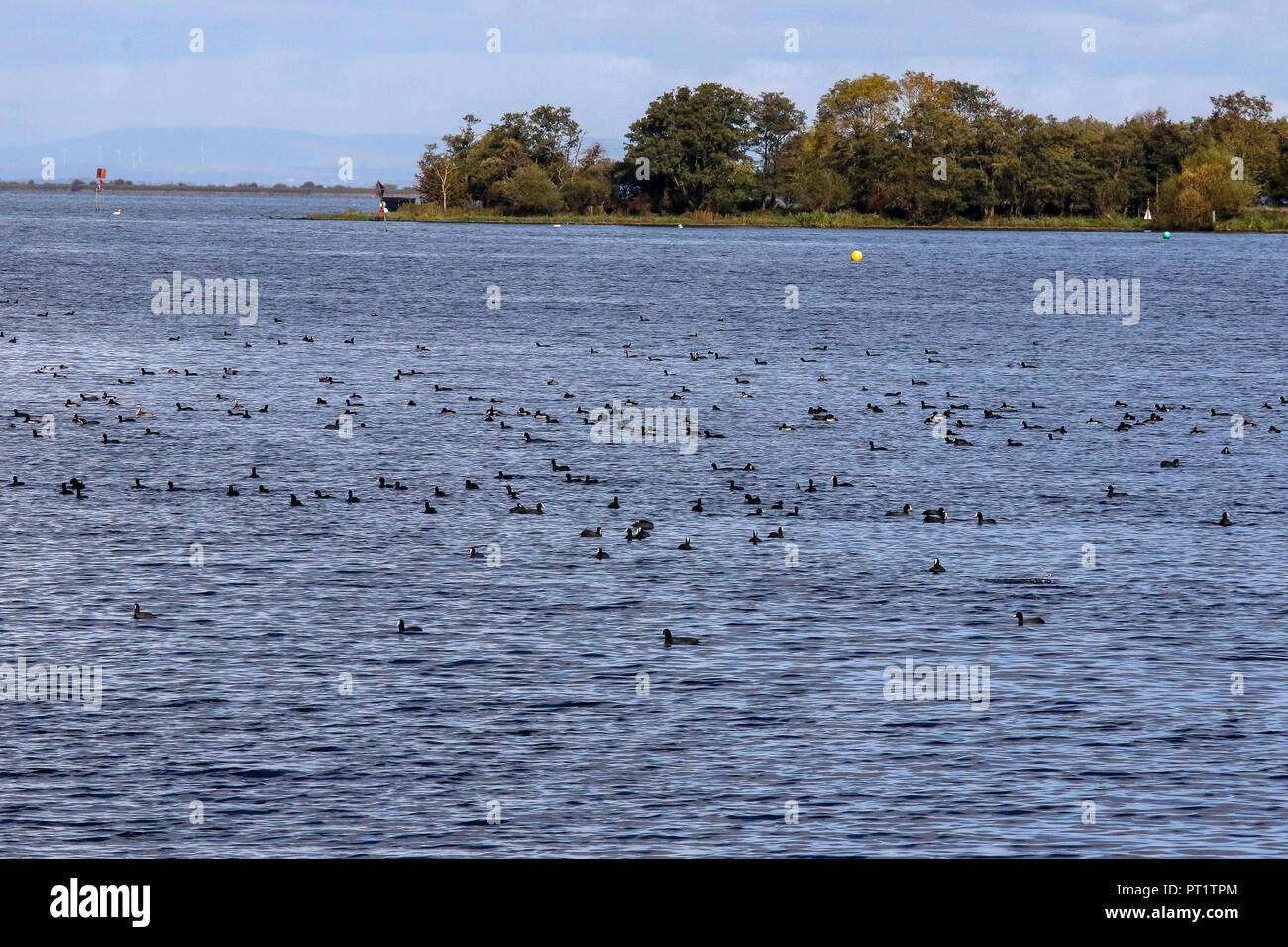 Cover of coots hi-res stock photography and images - Alamy