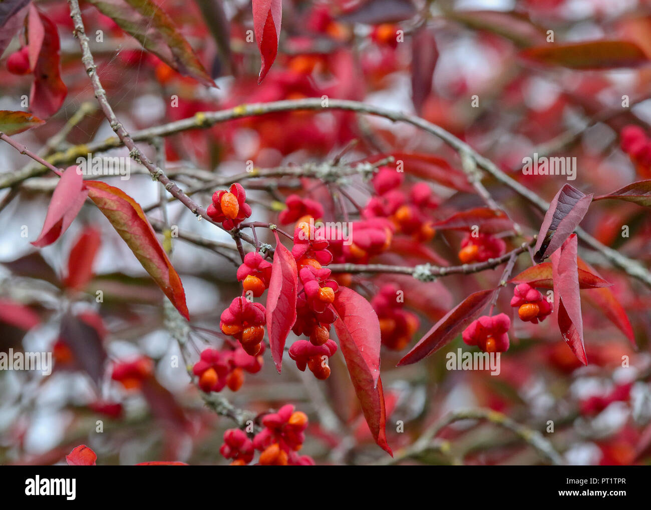 Native spindle tree ireland hi-res stock photography and images - Alamy