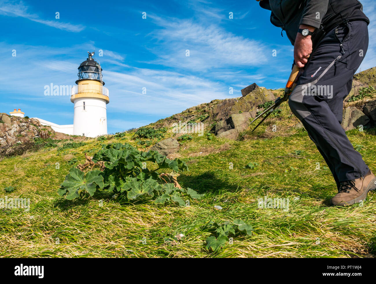 Fidra puffin hi-res stock photography and images - Alamy