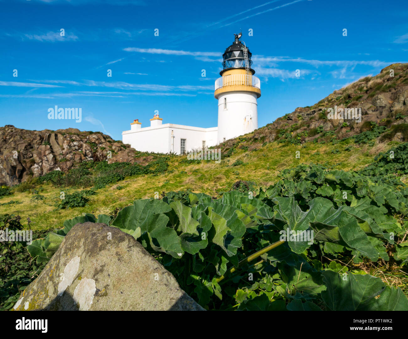 Fidra puffin hi-res stock photography and images - Alamy