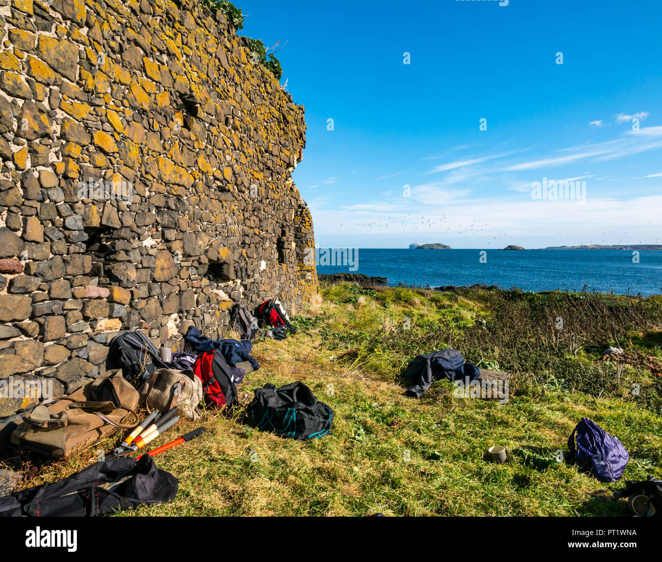 Puffins on bass rock hi-res stock photography and images - Alamy