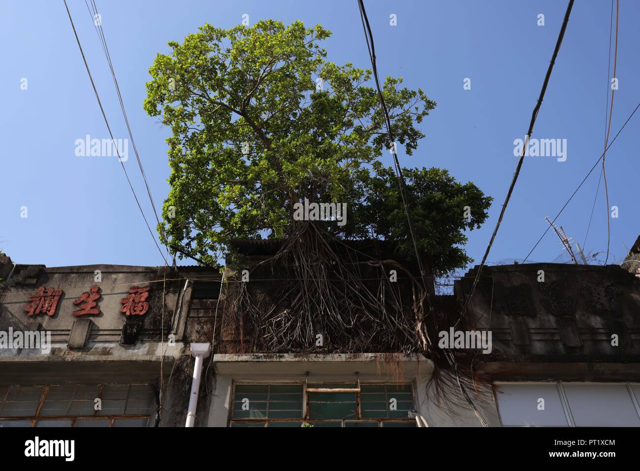 Banyan tree hong kong hi-res stock photography and images - Alamy