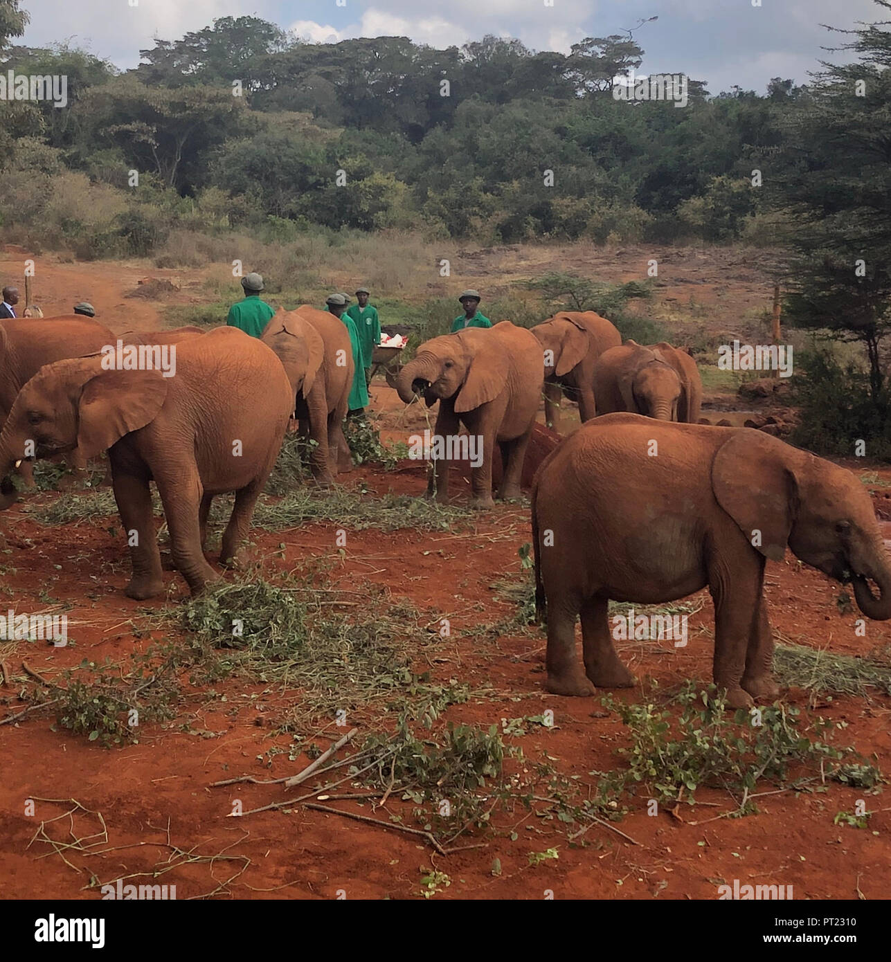 Kenya. 5th October 2018. Some background on the David Sheldrick ...