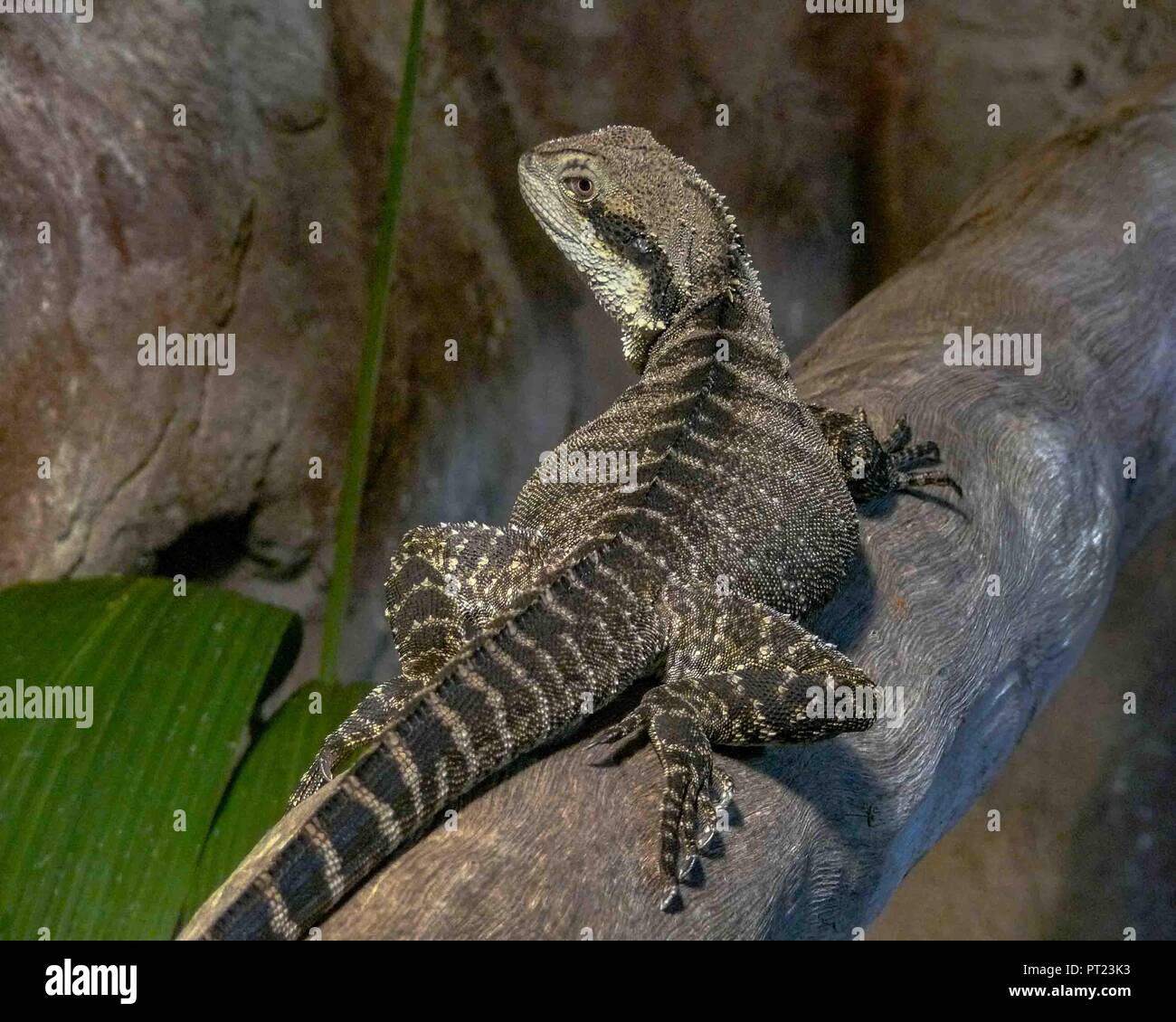 Sydney wildlife hi-res stock photography and images - Alamy