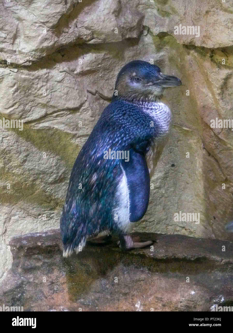 The smallest species of penguin hi-res stock photography and images - Alamy
