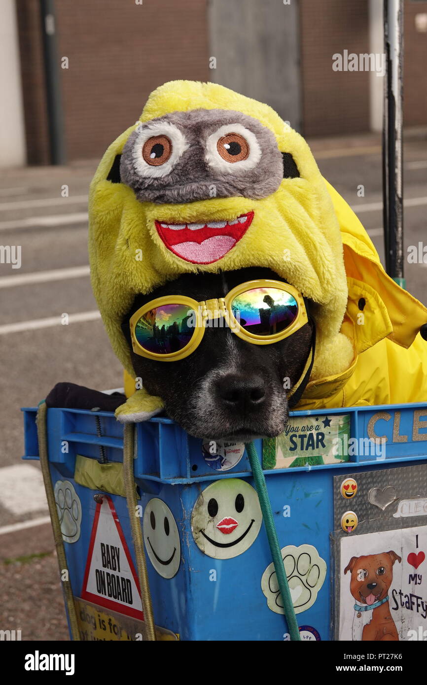 Cleo the dog hi-res stock photography and images - Alamy