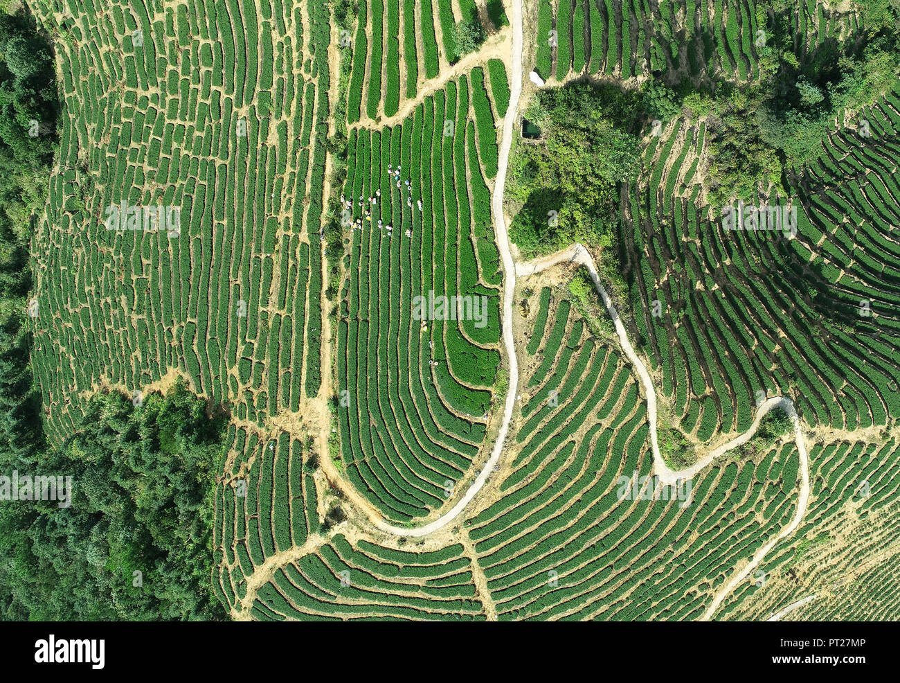 Anxi tieguanyin hi-res stock photography and images - Alamy