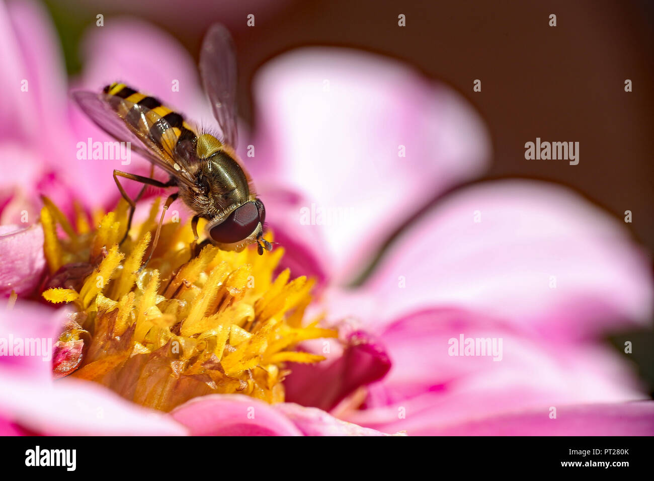 Insect family hi-res stock photography and images - Alamy