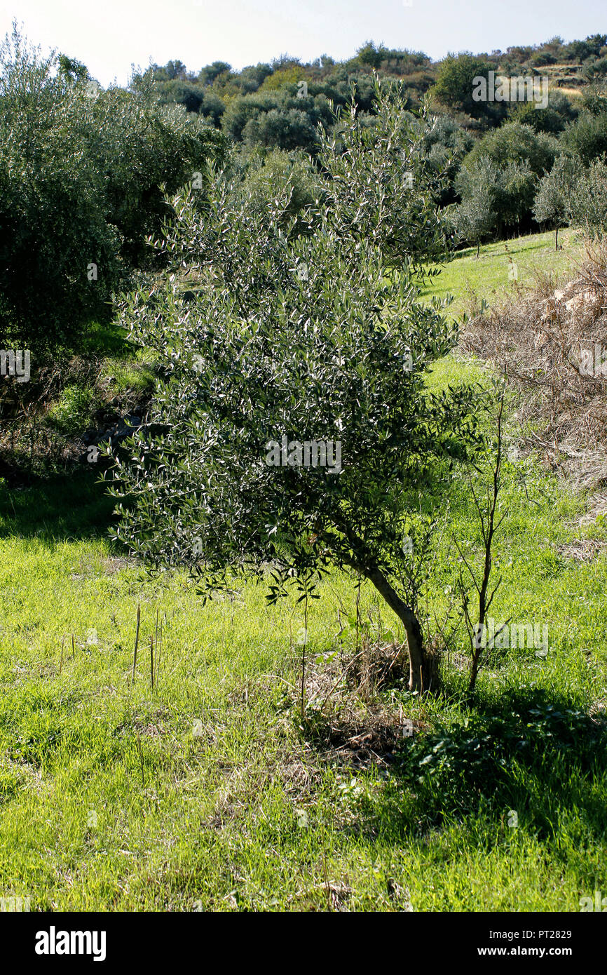 Small olive trees growing, olive grove in Kalamata, Peloponnese ...