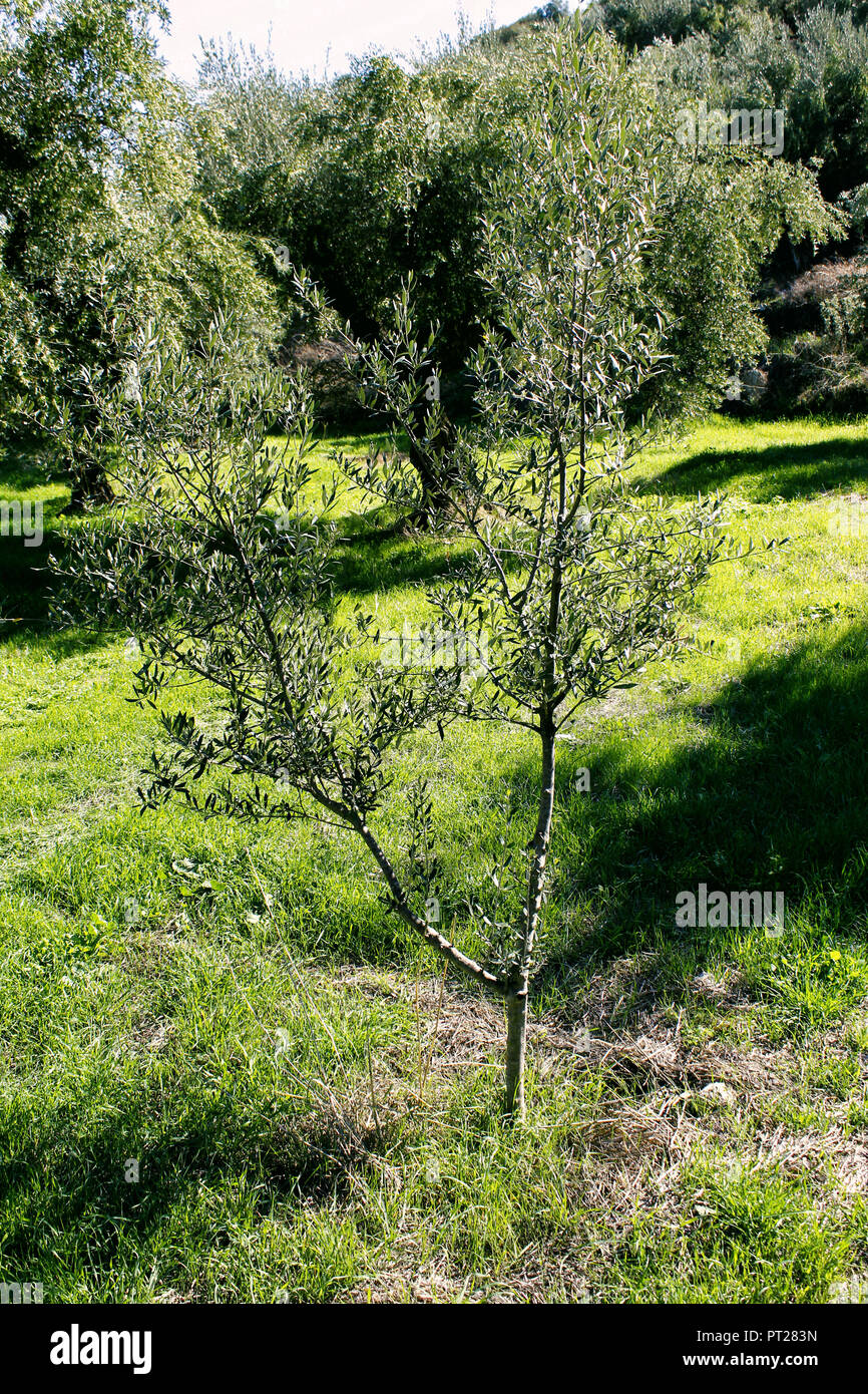 Small olive trees growing, olive grove in Kalamata, Peloponnese ...