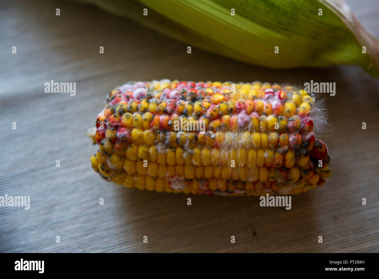 close up on rotten corn on the table Stock Photo - Alamy