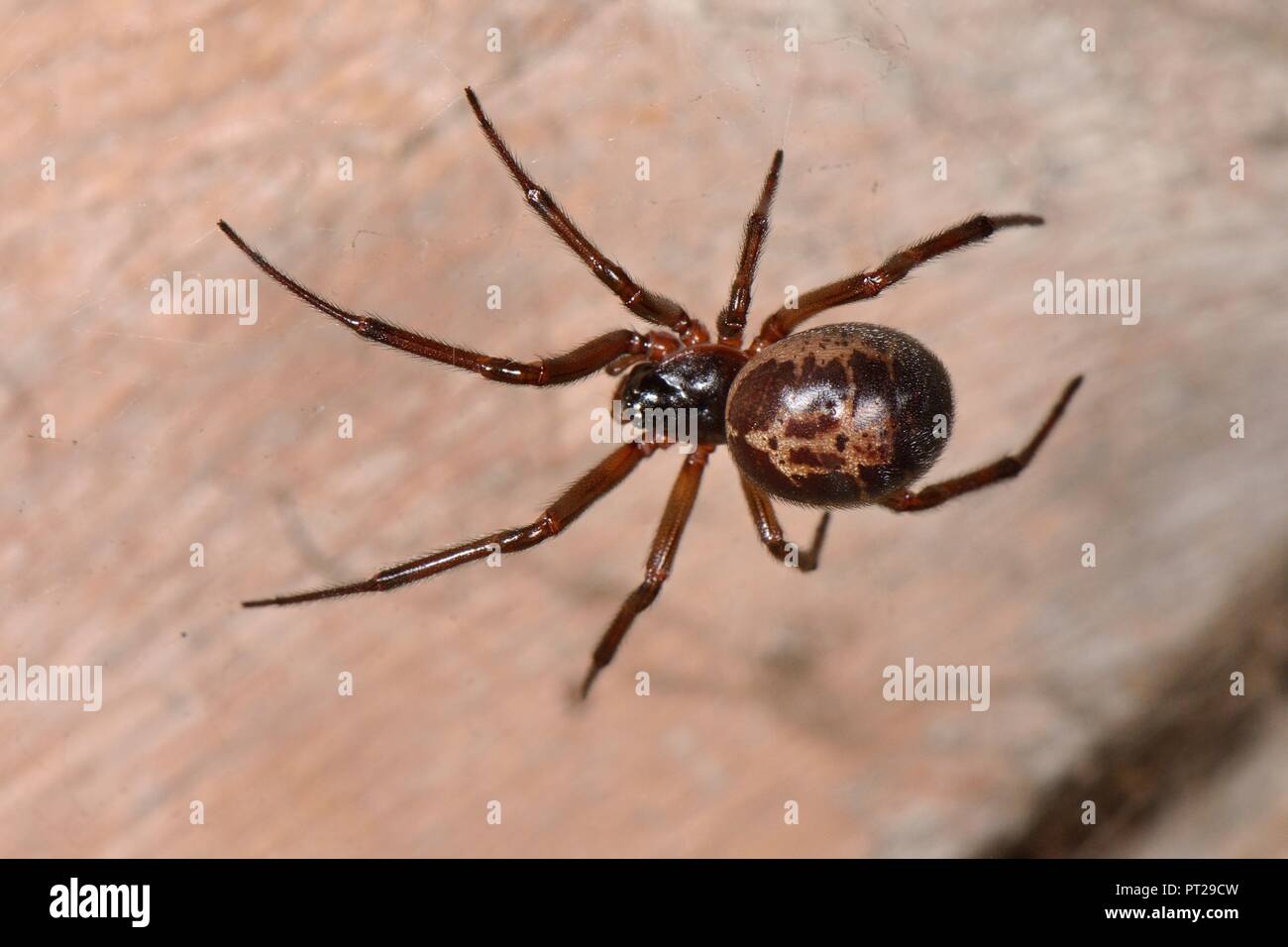 False widow spider, uk hi-res stock photography and images - Alamy