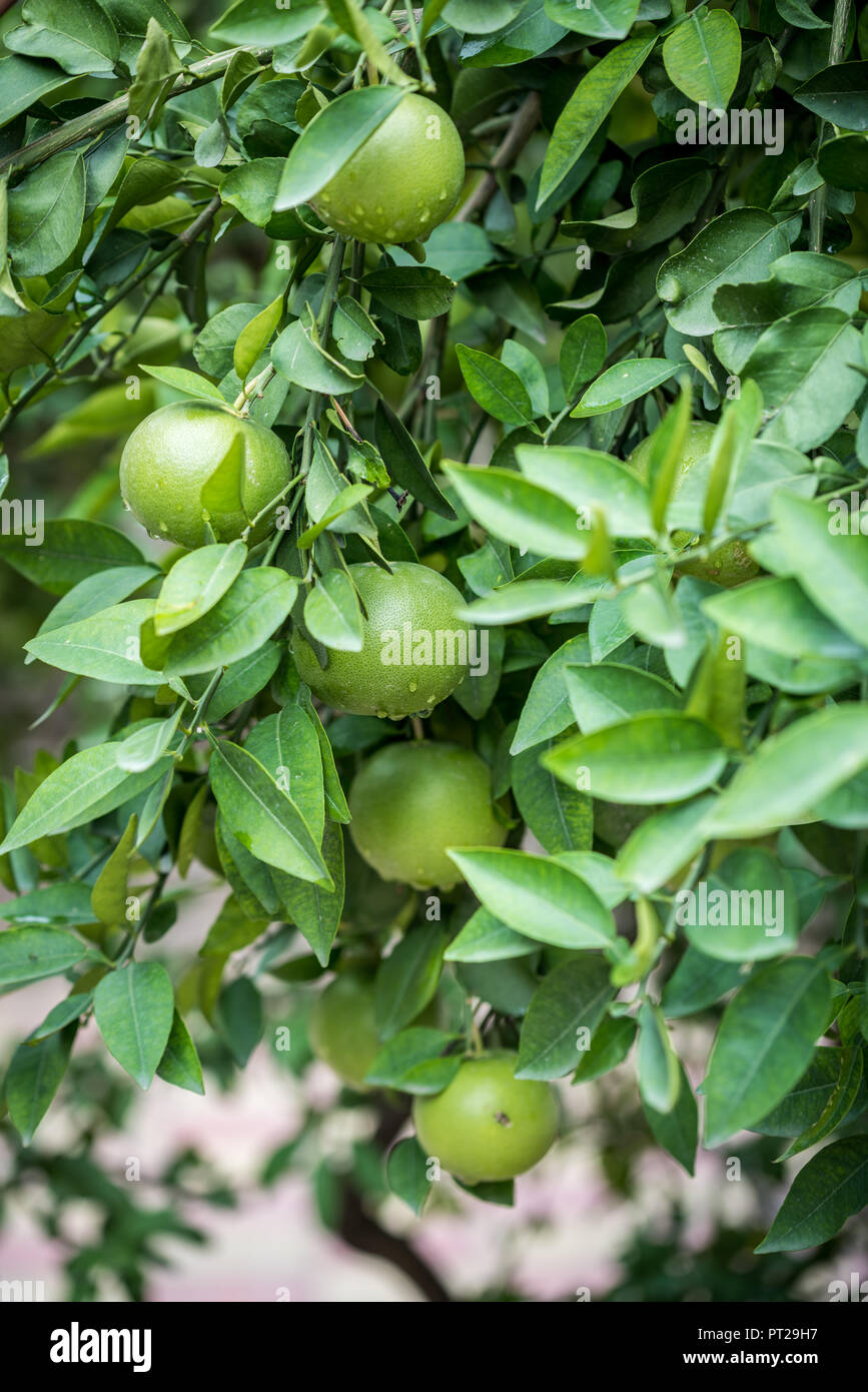 Ornage tree ripe hi-res stock photography and images - Alamy