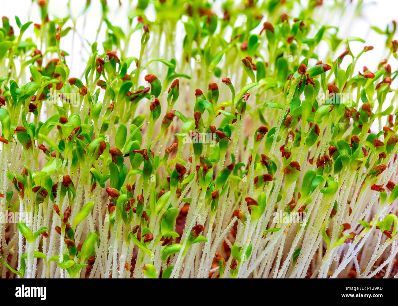 Germinated fresh and raw alfalfa sprouts. Close-up isolated on white ...