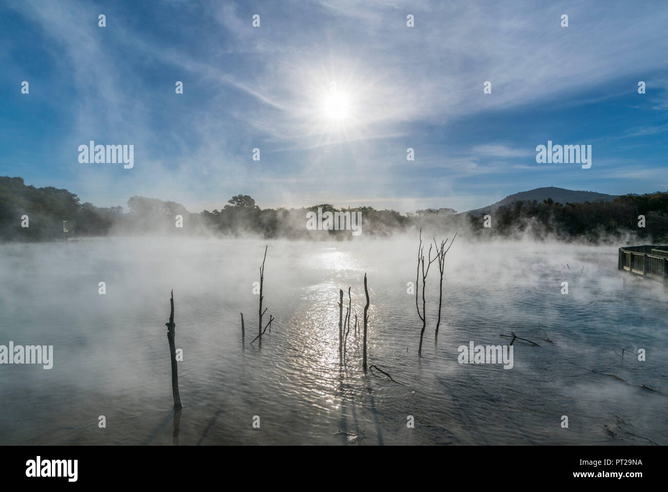 Steam in trees hi-res stock photography and images - Alamy