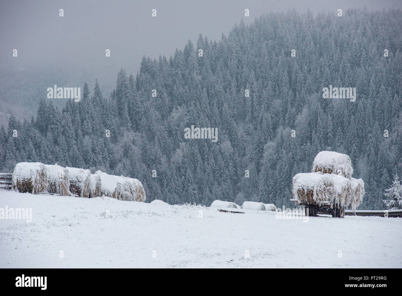 Winter countryside landscape with snow covered trees and hills Stock ...